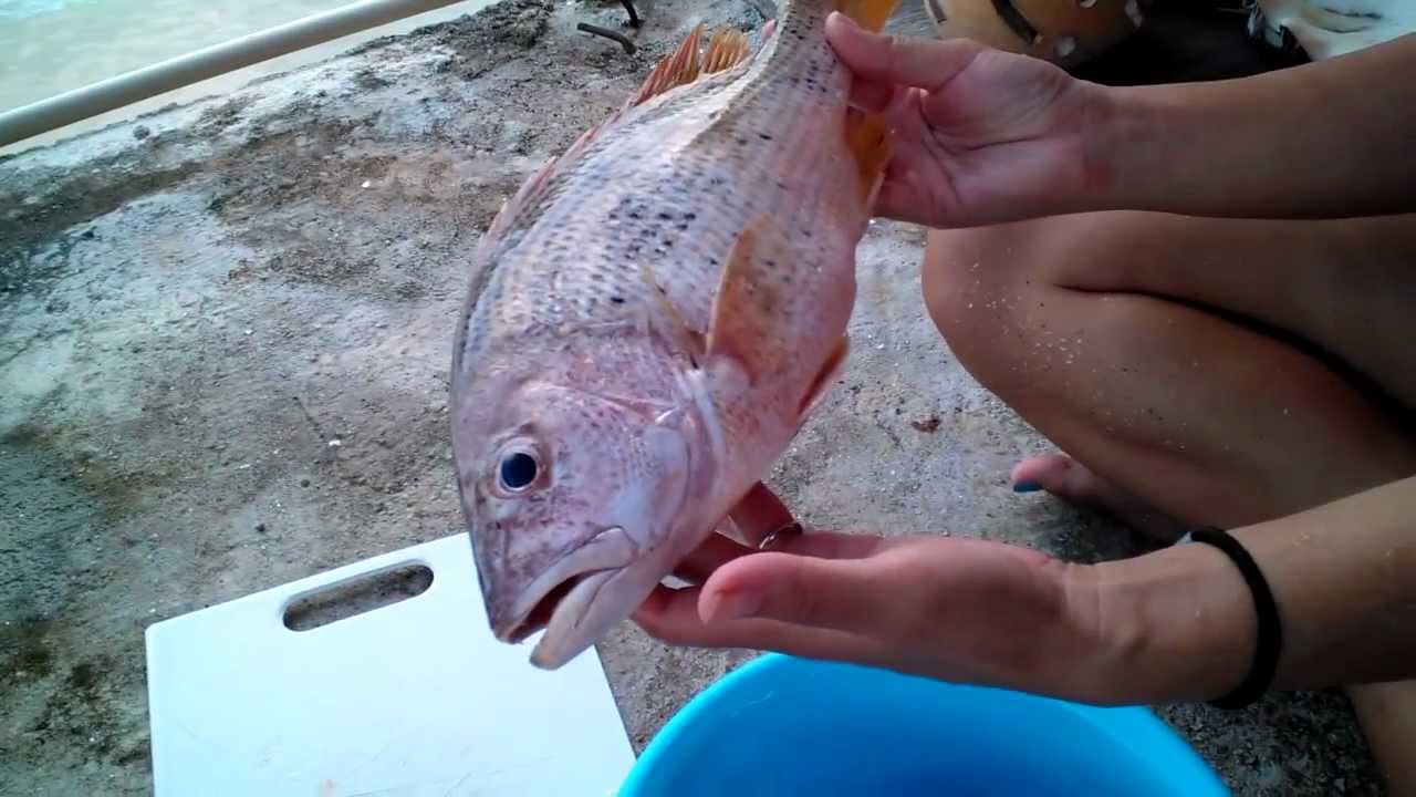 Sheila shows how to clean fish, the messy way - YouTube