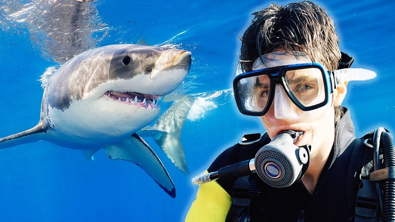 Australian Diver Gets Decapitated by Massive Great White Shark - YouTube