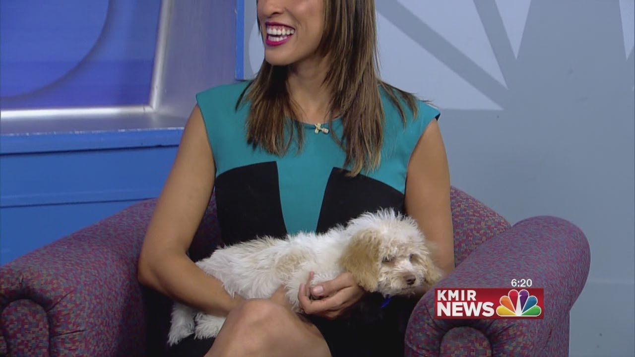 Bubba Gets Adopted by KMIR Today Anchor Gloria Rodriguez - YouTube