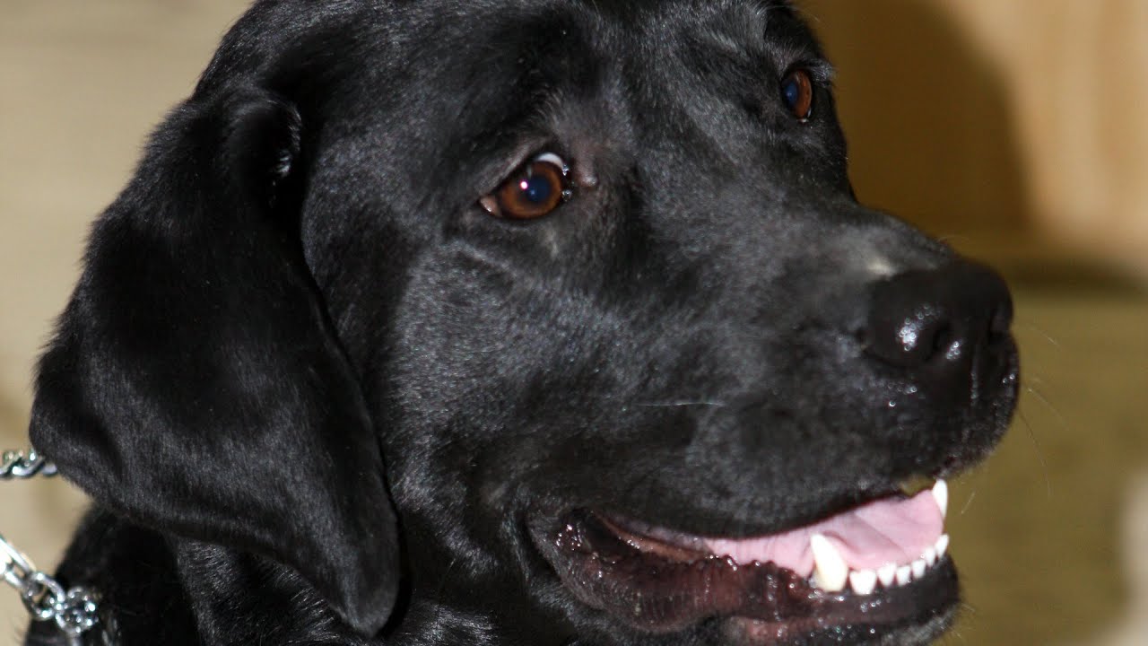Black Labrador Used for Stress Prevention by the Army - YouTube