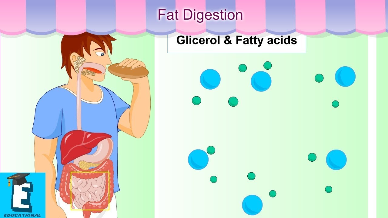 Fat Digestion Learn for Children and Kids | EDUKID Learning - YouTube