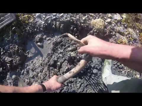 Clam Cam Digging in Gouldsboro1 - YouTube