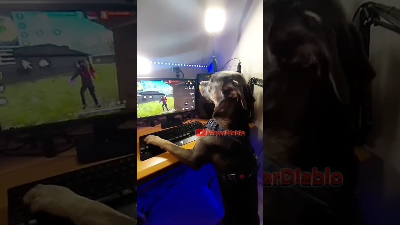 El perro insano no existe | El Perro insano😂🥵 - YouTube