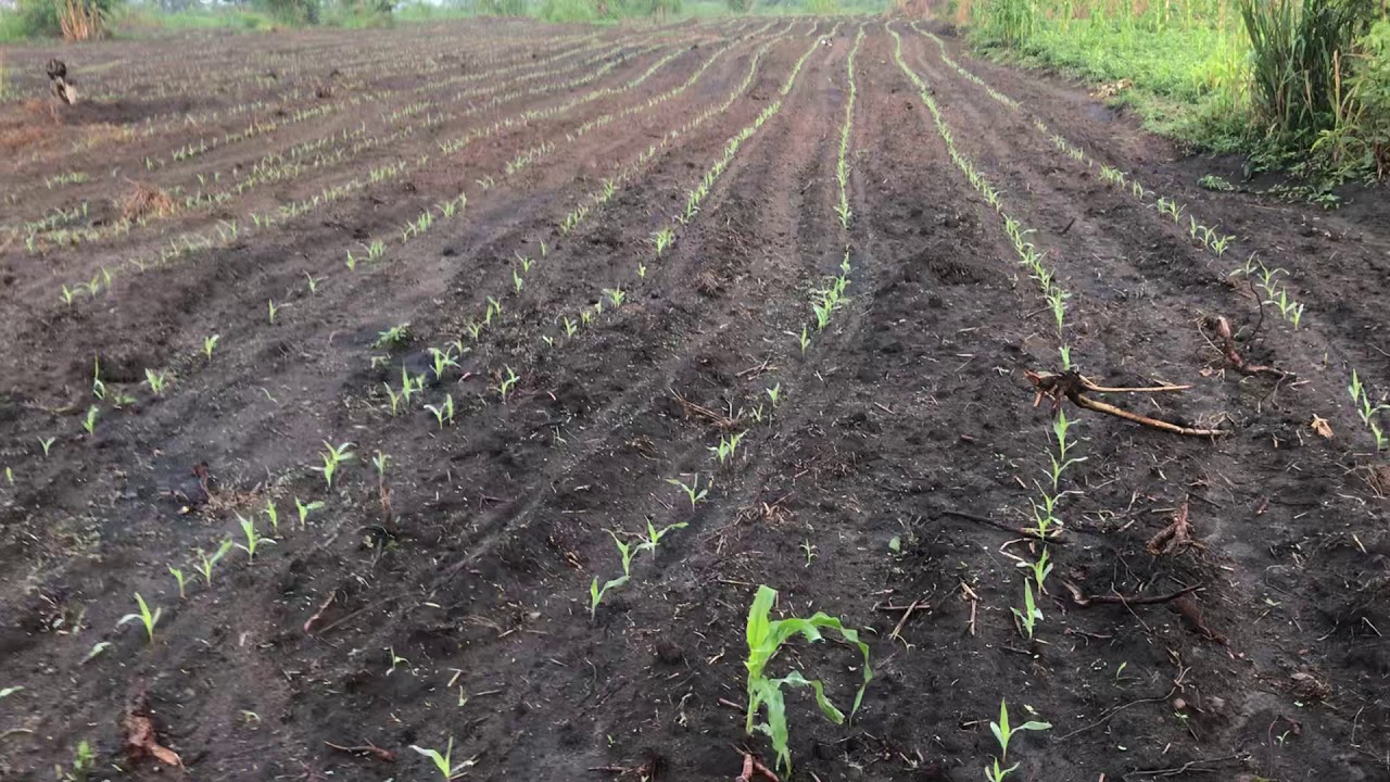Our sister company, My Community Farm Maize project ongoing - YouTube