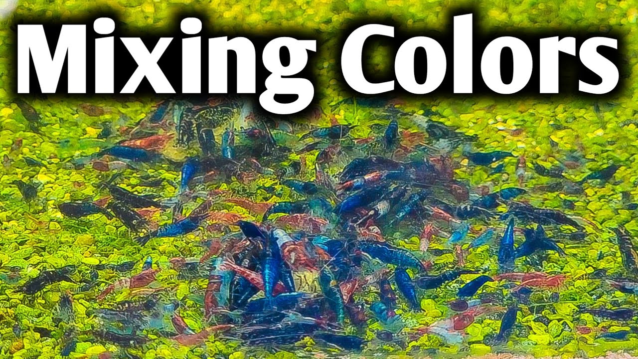 Mixing Different Colors of Shrimp Breeding Experiment - The Results ...