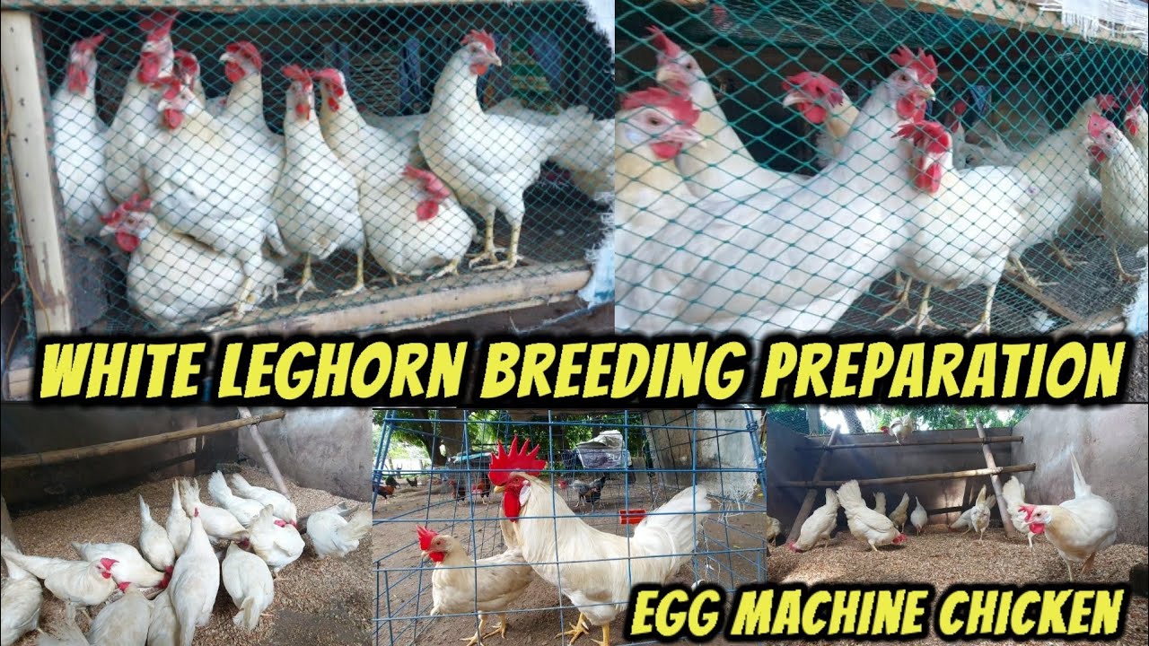 Mga dapat gawin bago mag breeding ng manok (White Leghorn) - YouTube
