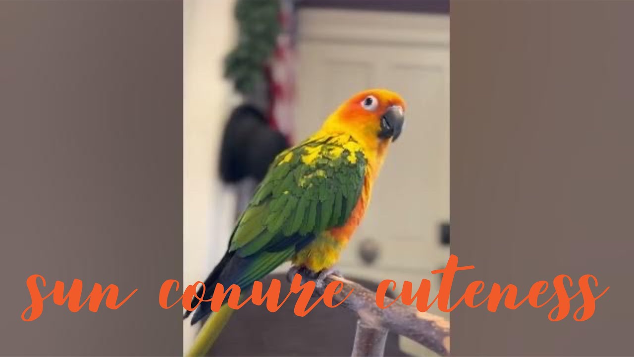 Suny the Sun Conure being super cute this morning! - YouTube