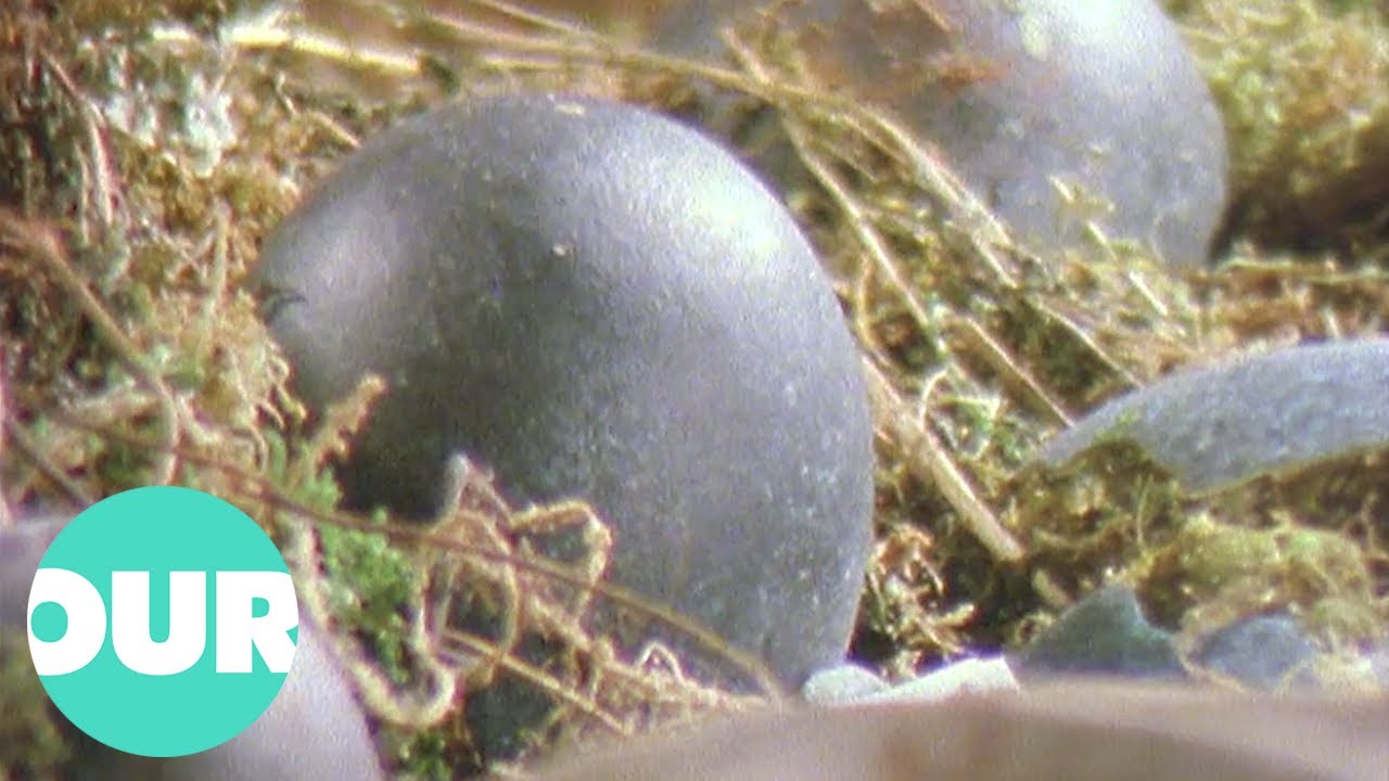 How A Discovery Of Eggs Changed What We Know About Dinosaurs ...