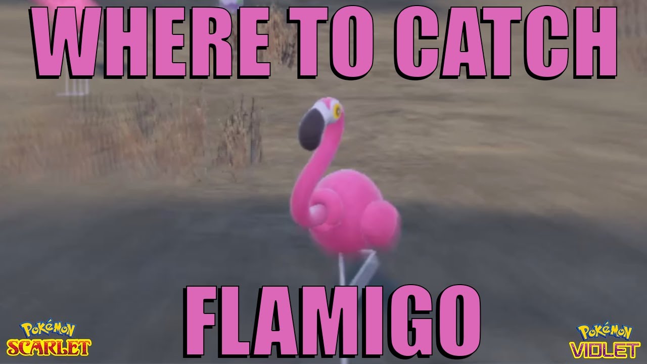 Where to Catch Flamigo in Pokemon Scarlet and Violet - YouTube