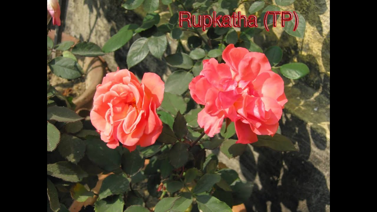 Sundowner Rose - YouTube