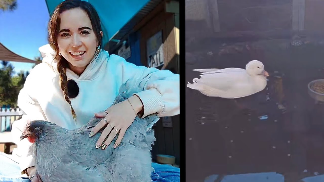 Maya shows off BIG chickens and CUTE ducks at the farm - YouTube