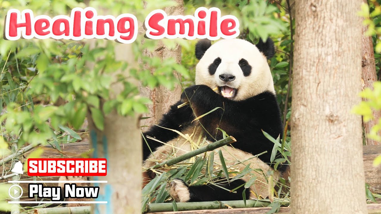 The Panda's Smile Really Made My Day! | iPanda - YouTube