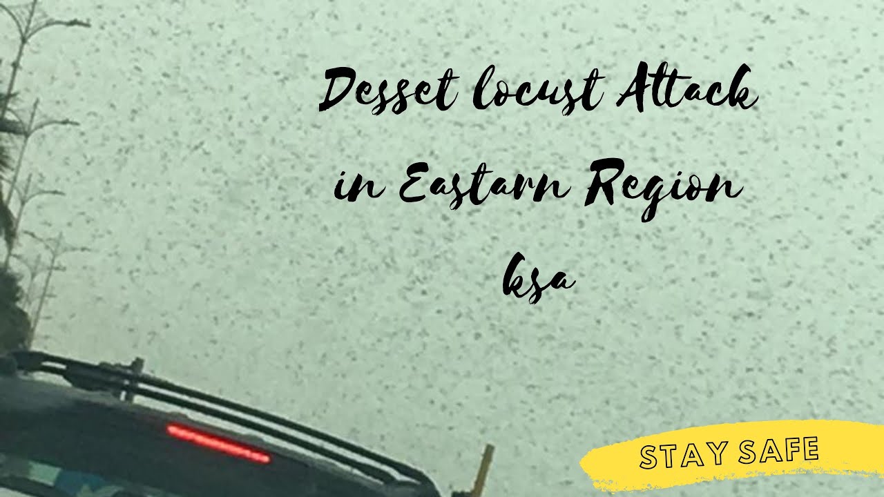 Desert locust attack in Eastarn Region Ksa - YouTube