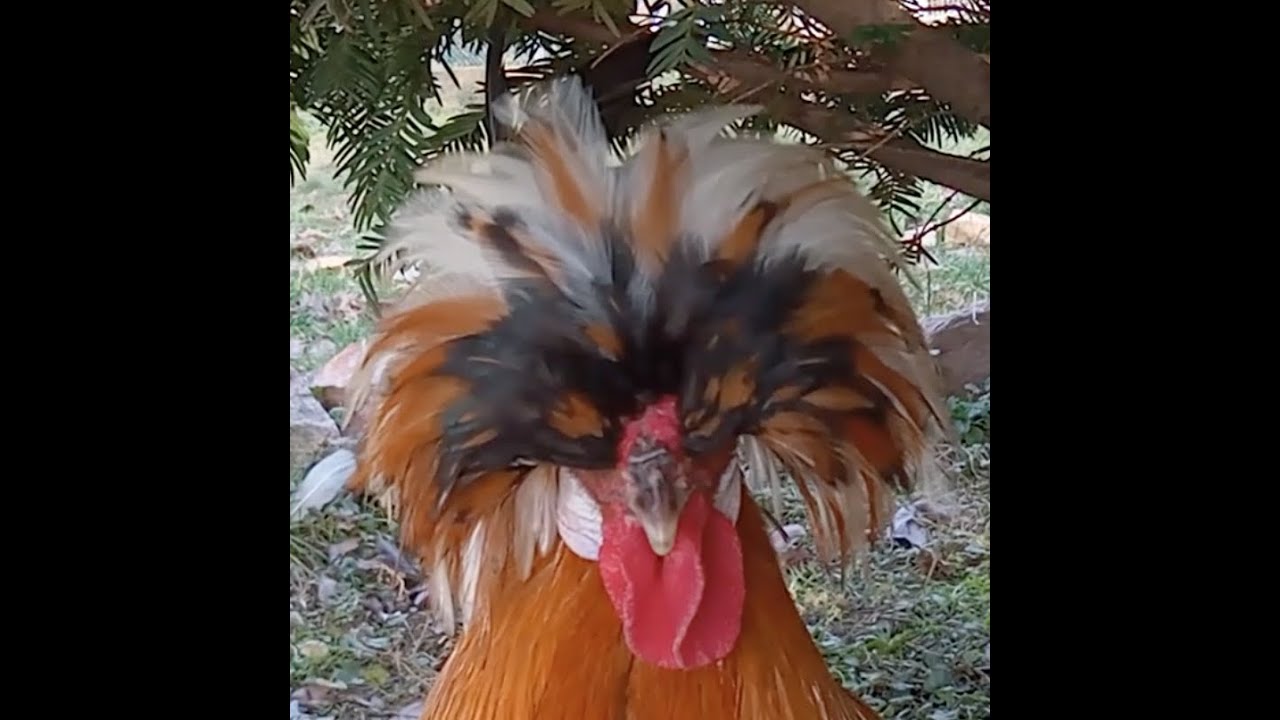 Polish chickens and cockerel sharing the garden with a lion-head bunny ...