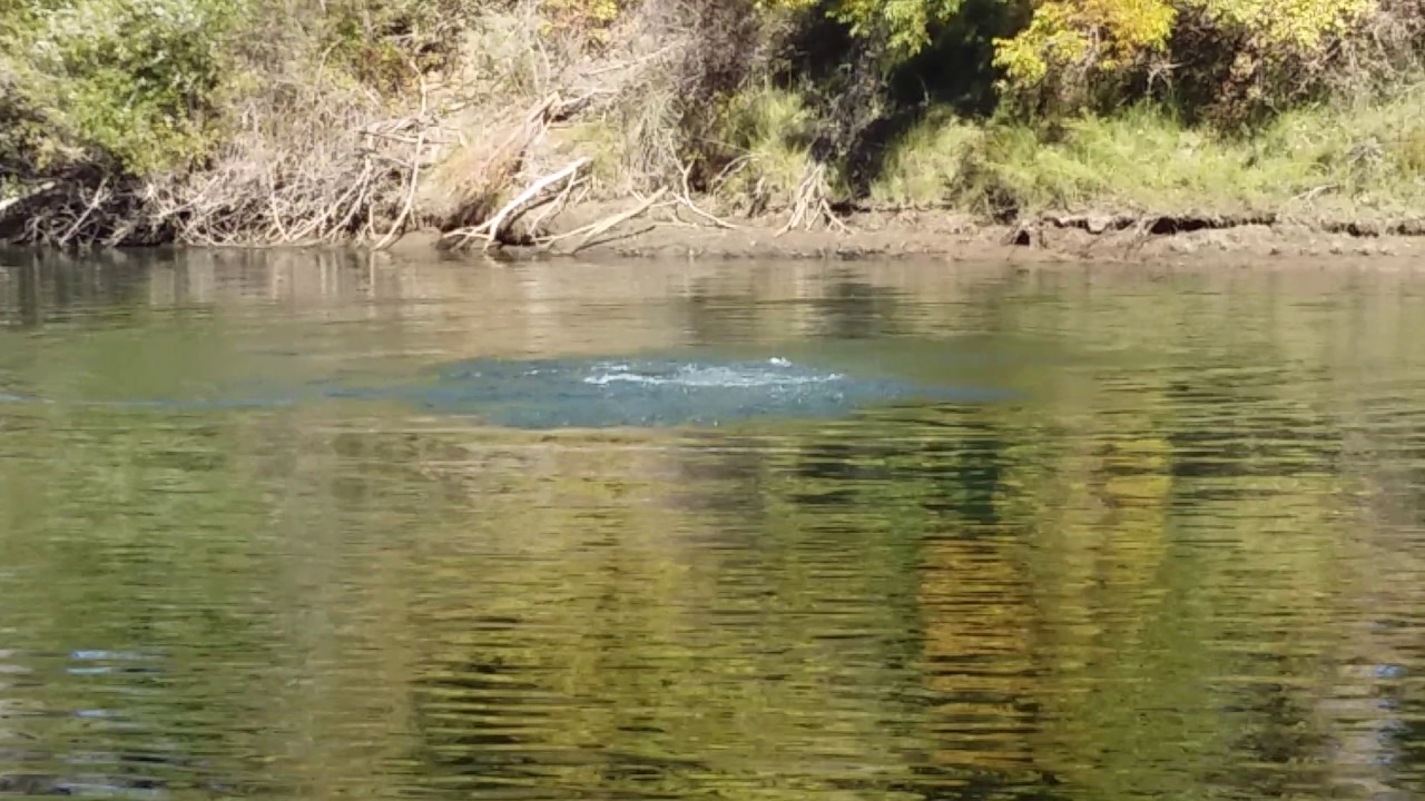 River serpent sighting - YouTube
