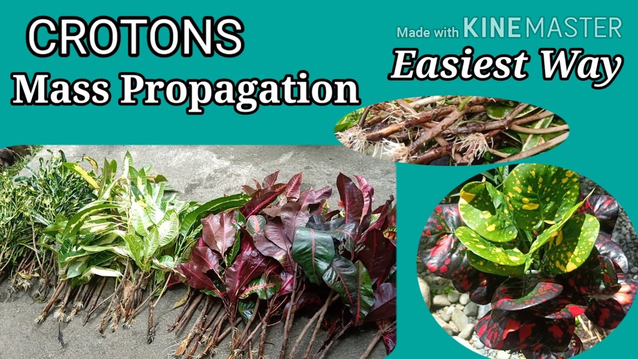 The rooting secret for your crotons (mass propagation and care) - YouTube