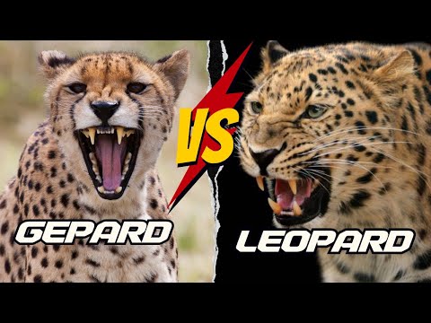 Gepard va Leopard farqi #foydalimaslahat #qiziqarlivideo #fakt #hayvonlar #tabiat #geografia #yoge