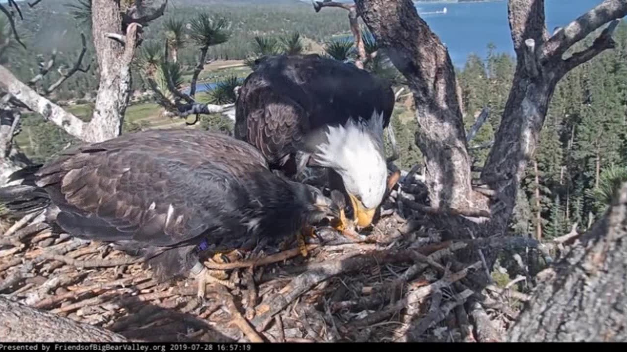 Fish Deliveries - Family Interaction - Mom Feeds Simba - Big Bear Bald ...