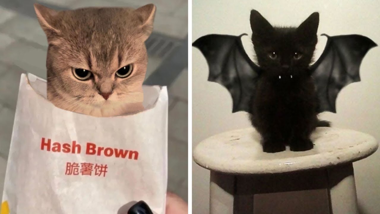 Hilarious Memes Most People Will Relate To Compilation 425 - YouTube