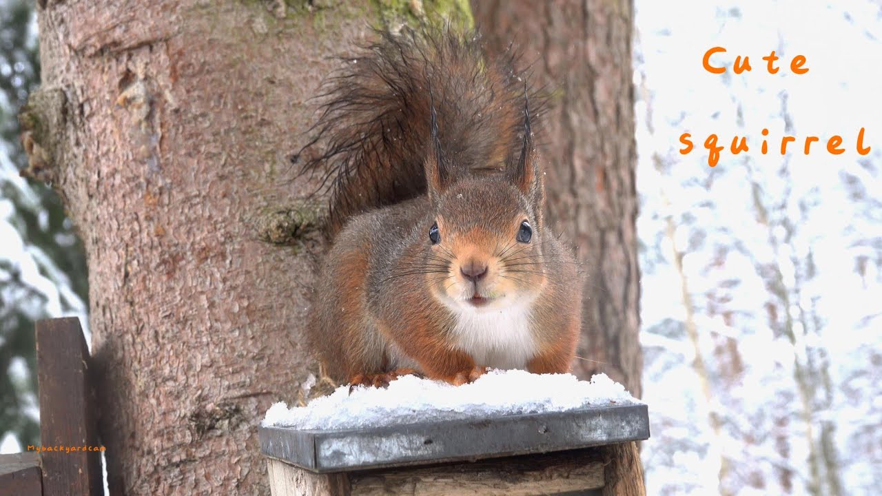 Red squirrel hides hazelnut in the snow - YouTube