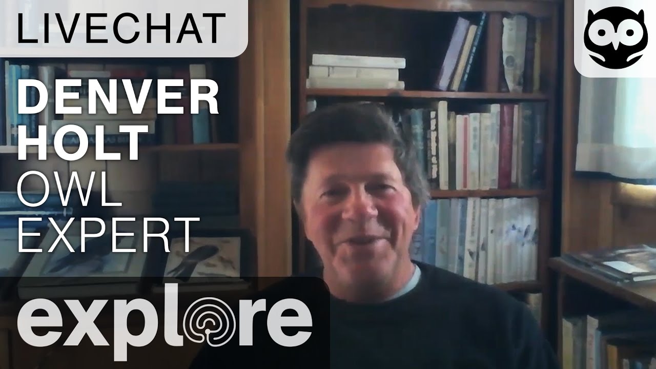 Denver Holt - Long Eared Owls - Live Chat - YouTube