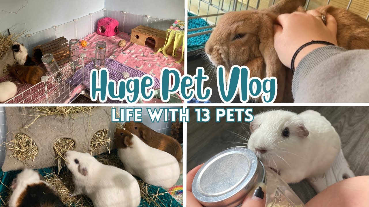 HUGE Pet Vlog!! | Life with 13 Pets 💕🐹🐰 - YouTube