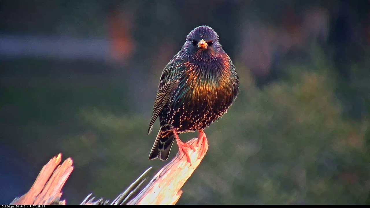 European Starling Calls And Shines In Morning Sun – Jan. 17, 2018 - YouTube