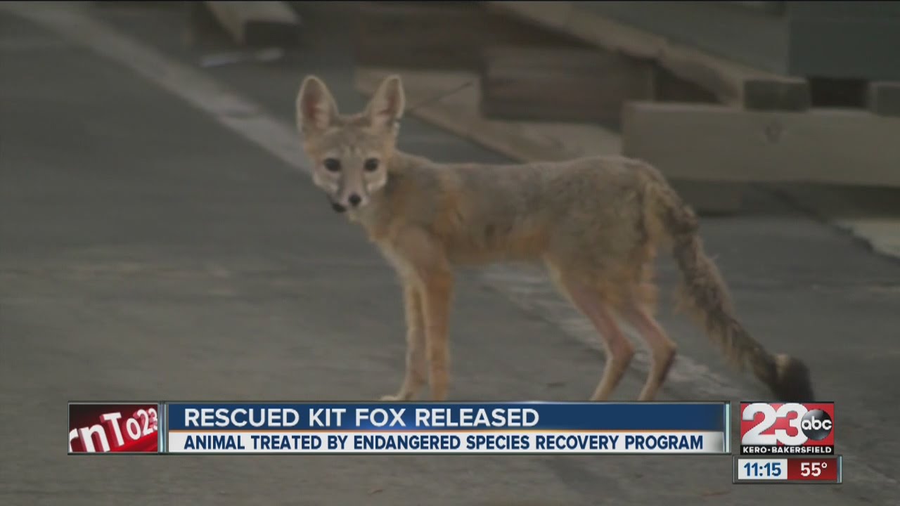 Rescued Kit Fox Released - YouTube