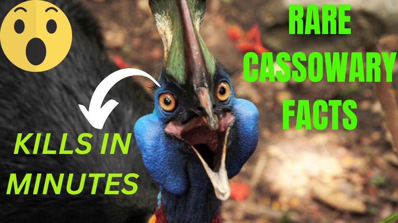 8 RARE CASSOWARY😱FACTS | THE DEADLIEST BIRD IN PLANET - YouTube