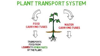 Transportation System In Plants