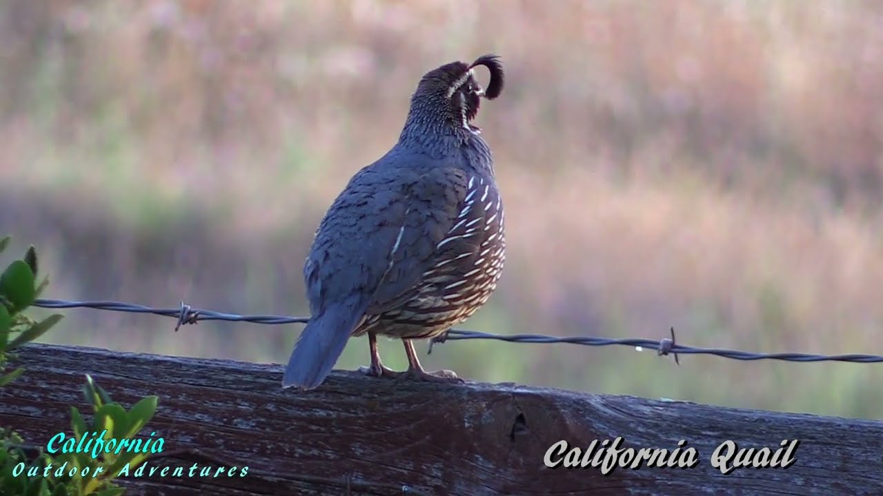 Official State Bird of California - YouTube
