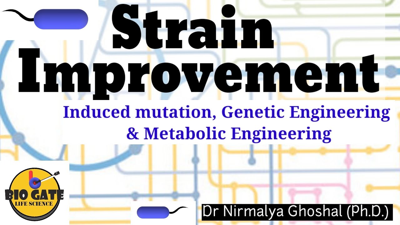 Microbial Strain Improvement #industrialmicrobiology - YouTube