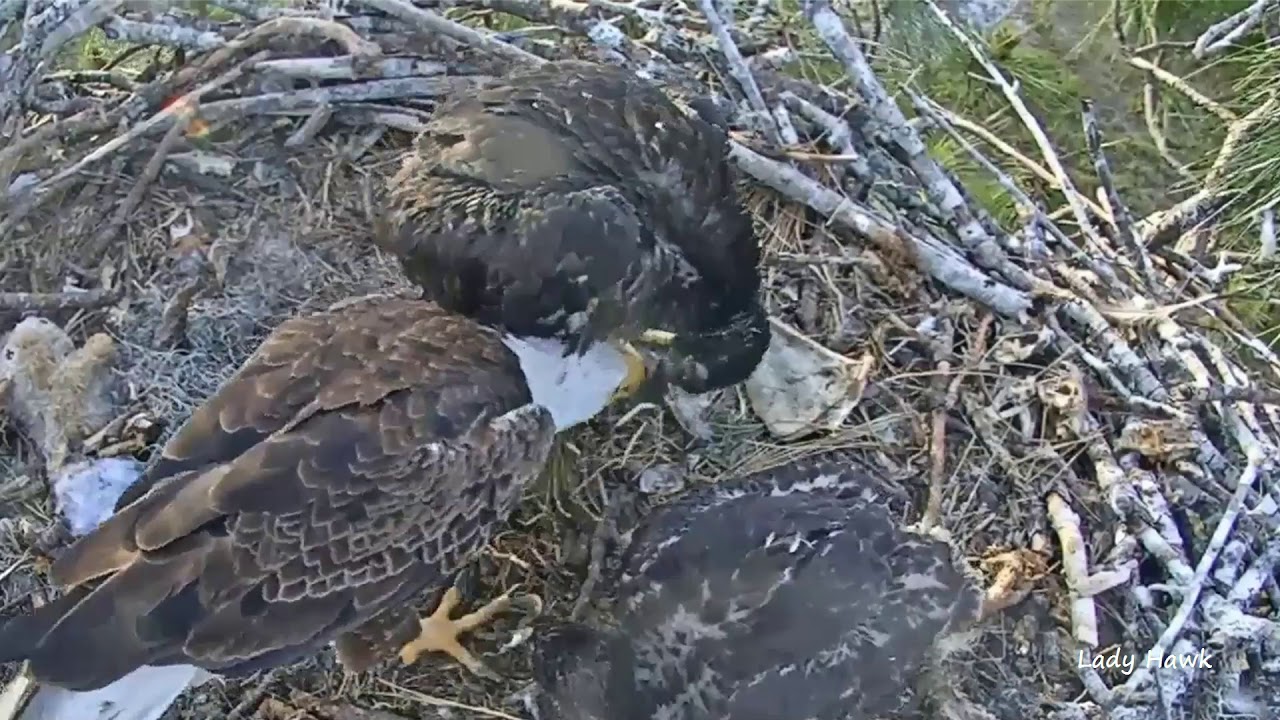 SWFL Eagles ~ M15 Delivers *Tiny Turtle*!! E15 Swallows It Whole! 5.14. ...