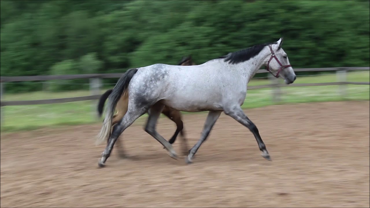 Hermiina varss 2020 - YouTube