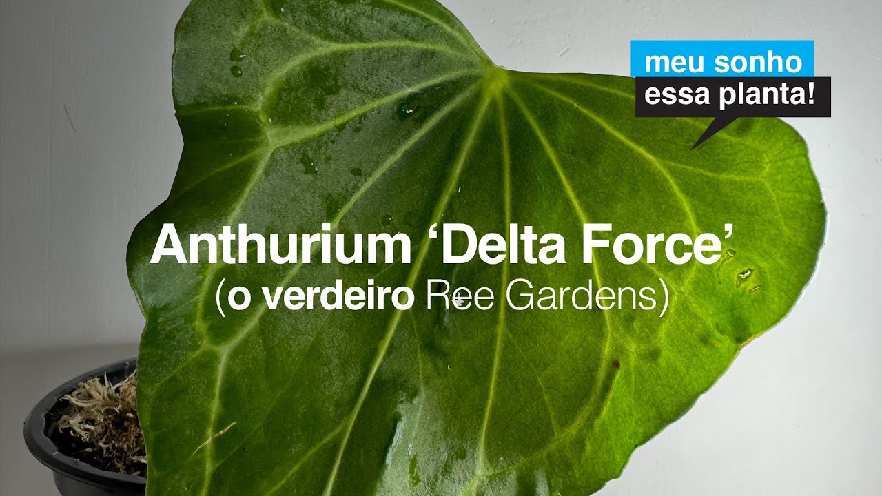 O VERDADEIRO Anthurium ' Delta Force' + Conversando Sobre Araceae - YouTube
