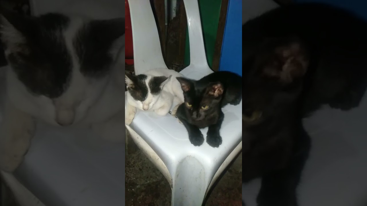 Whitey And Blacky♥️cute Pussy♥️♥️♥️ Youtube