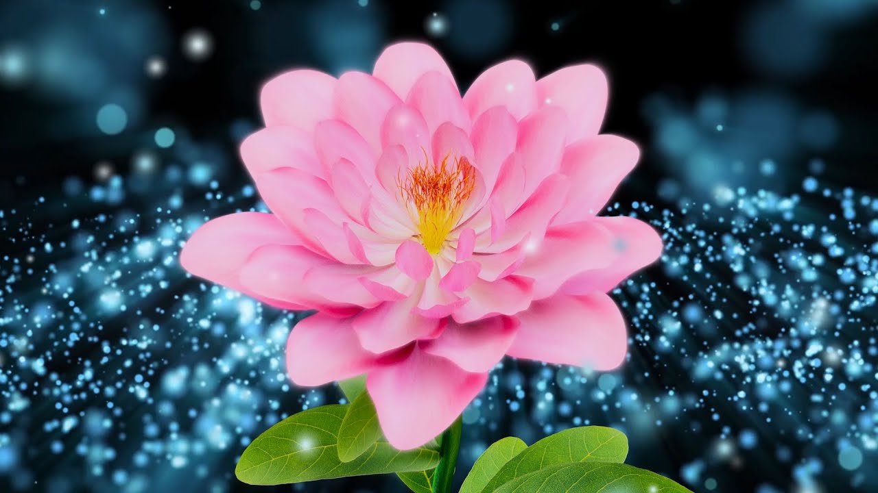 The Flower, Marc Pflug - YouTube