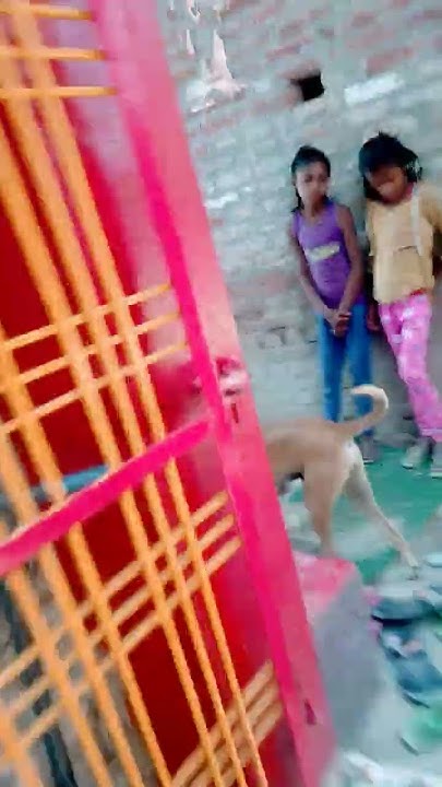 running doge 🐕🐶 hai - YouTube