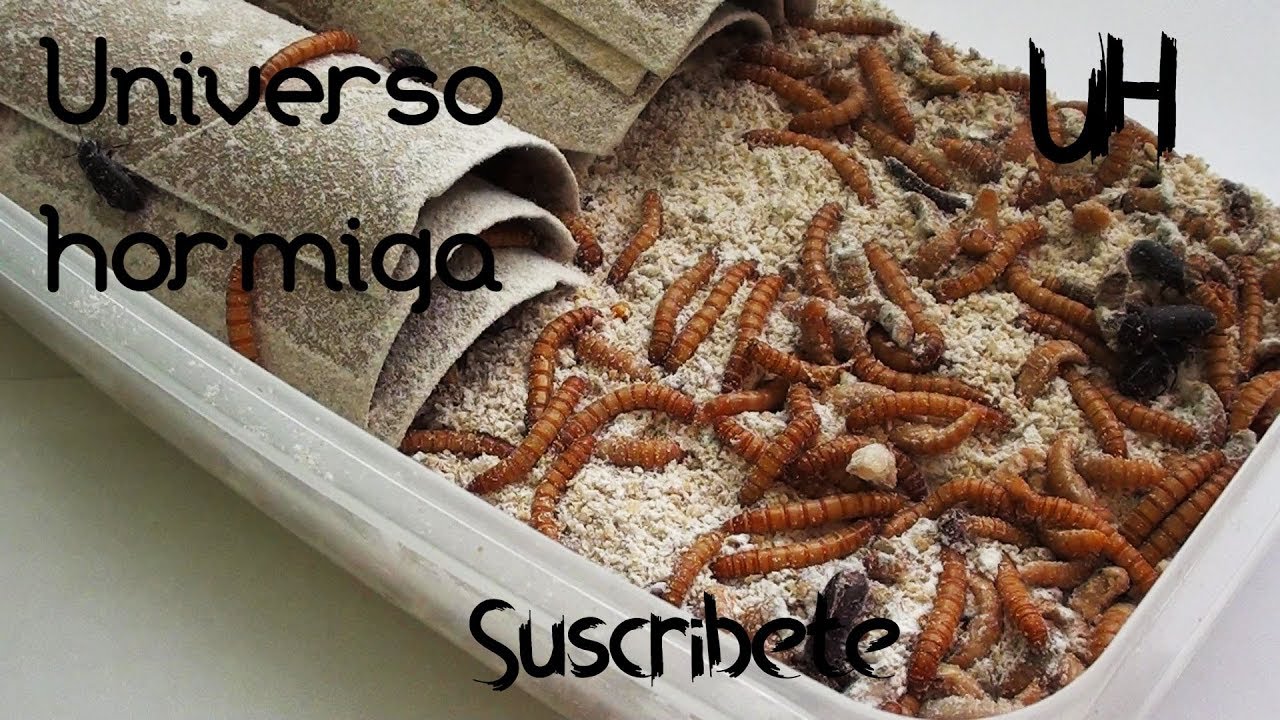 COMO CRIAR TENEBRIOS!!!-alimento vivo - YouTube