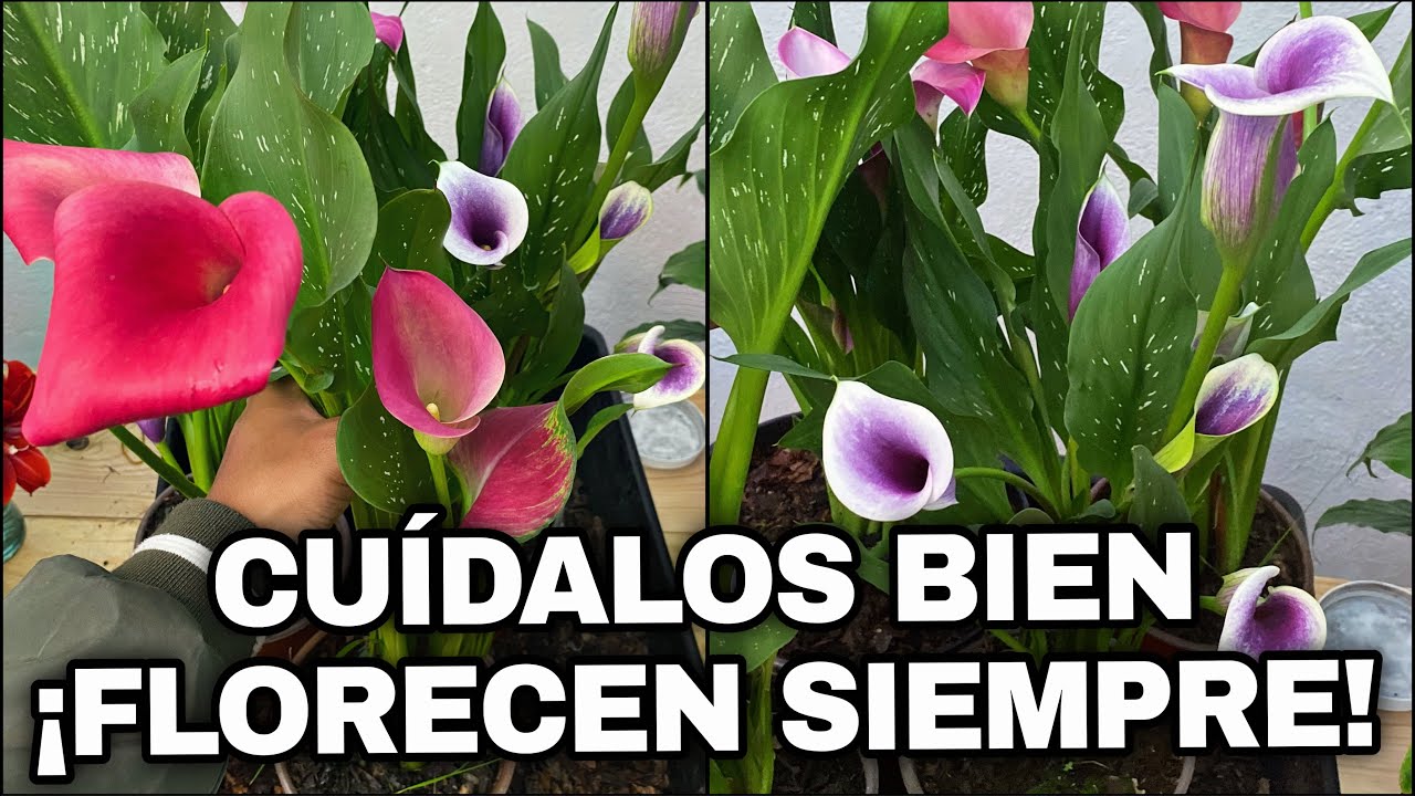 Cómo cuidar Alcatraz de color, Calla Lily en plena floración - YouTube
