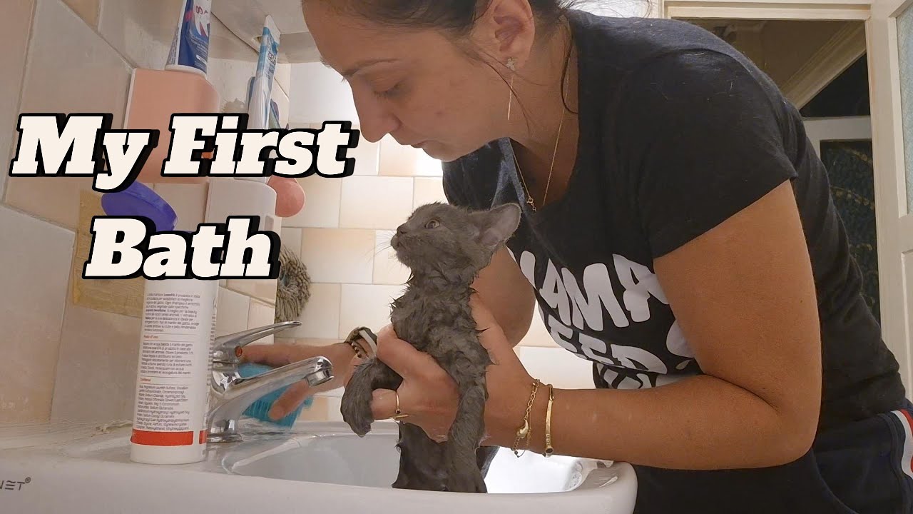 Cat Baloo's First Bath: A Furry Cat-astrophe - YouTube