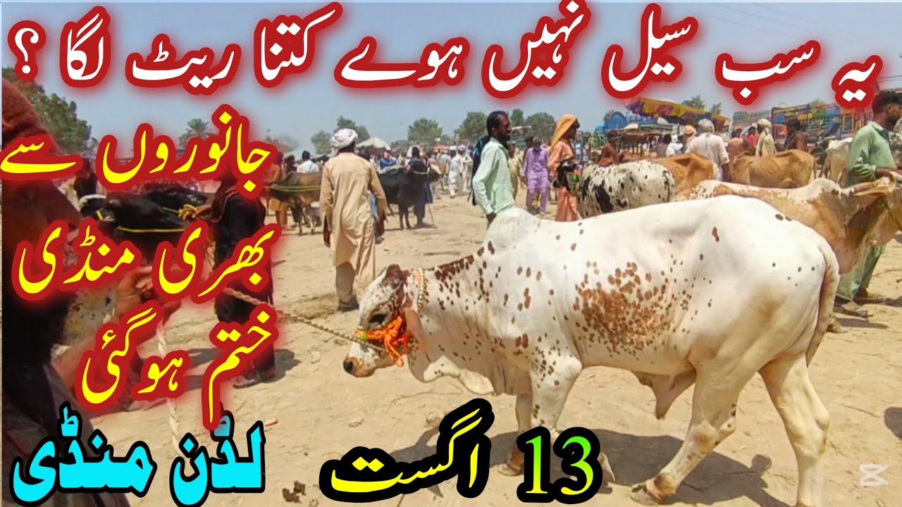 Latest Ludden Cattle Mandi Update | 13 August 2025 | Rates Update For ...