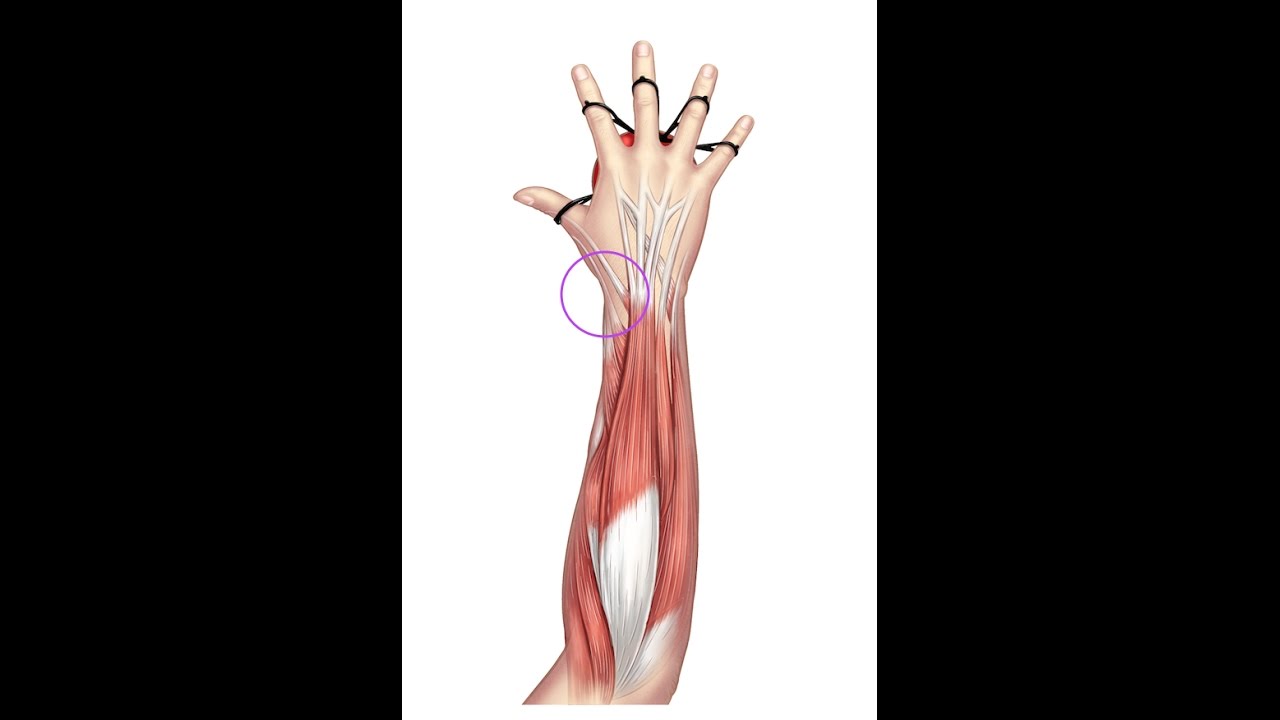 DeQuervain's Tenosynovitis Exercise - YouTube