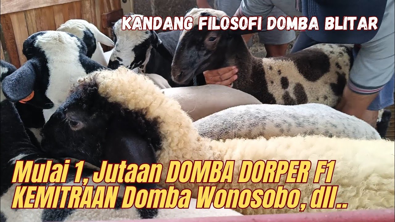 HARGA DOMBA DORPER F1 Mulai 1, Jutaan‼️PAKET KEMITRAAN DOMBA WONOSOBO ...