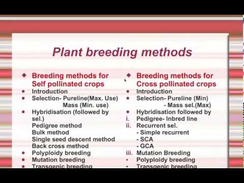 BREEDING METHODS AND BREEDING POPULATION - YouTube