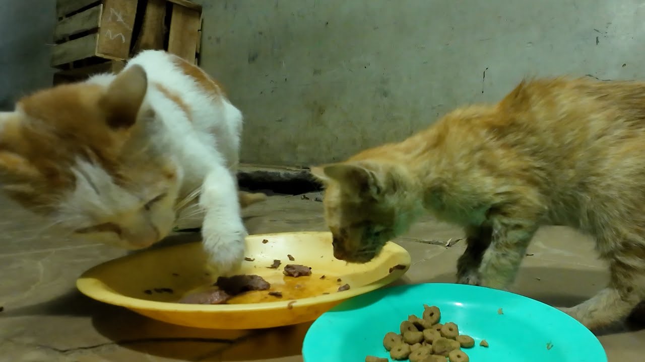 Cute moment - Big cat lets kitten eat its food - YouTube