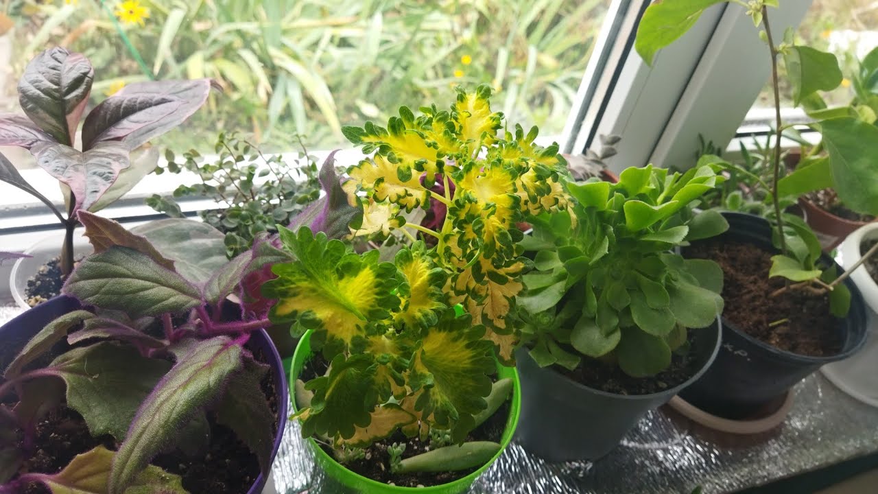 Комнатные цветы/ Обзор южного подоконника 🍀🌺 - YouTube