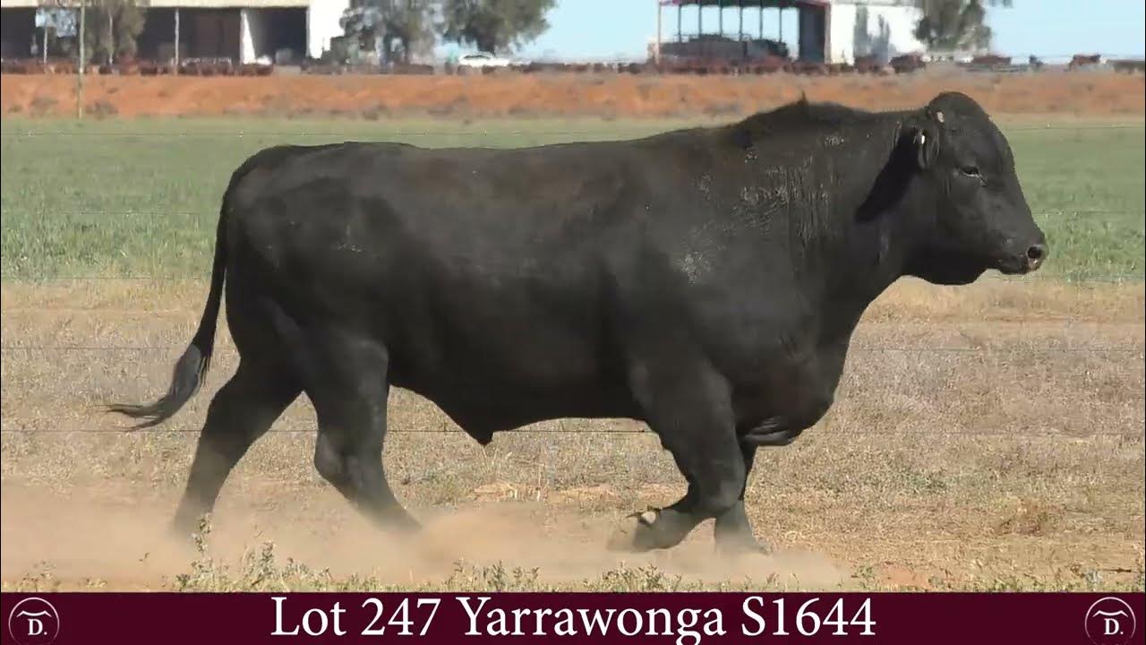 Lot 247 Yarrawonga S1644 - YouTube