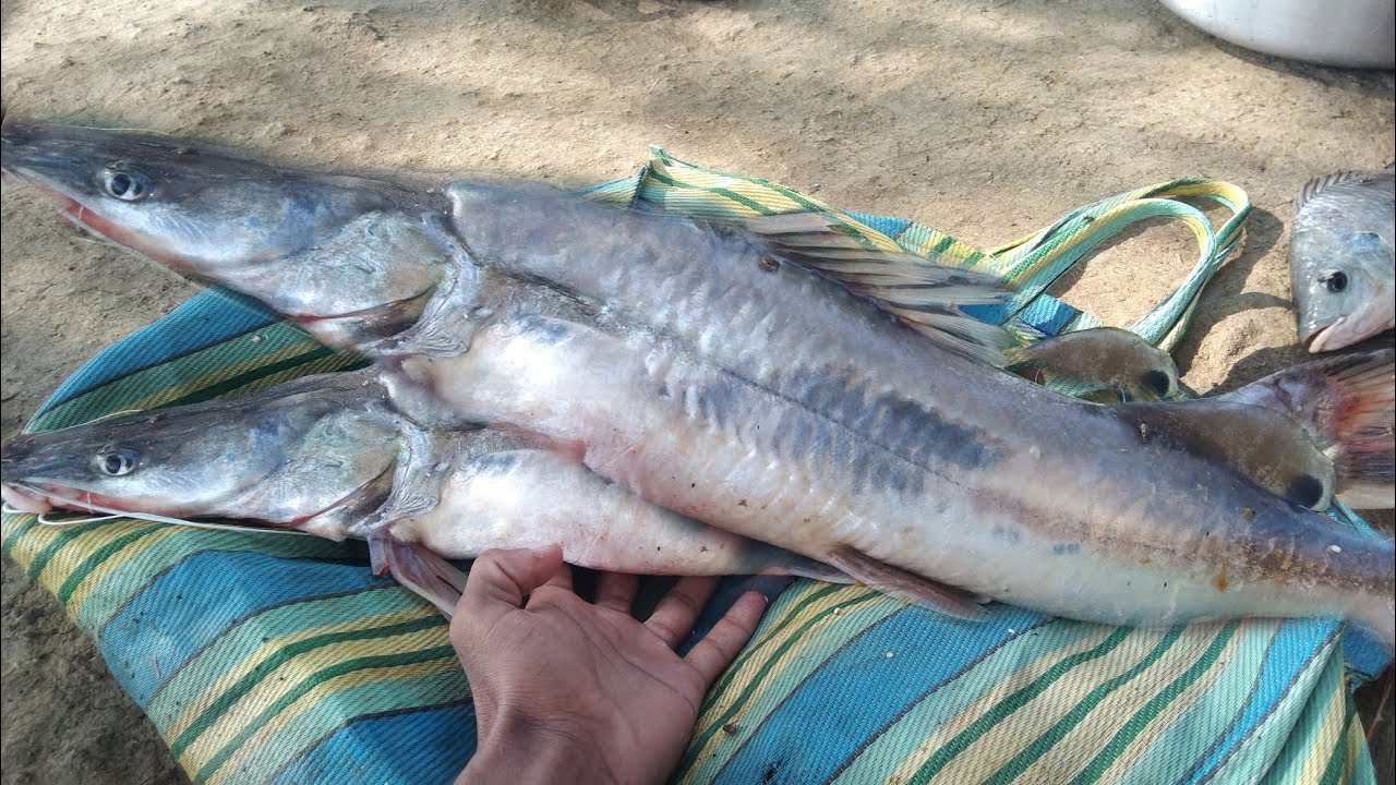 Amazing shinghada fish video #youtubeshorts #shortvideo - YouTube