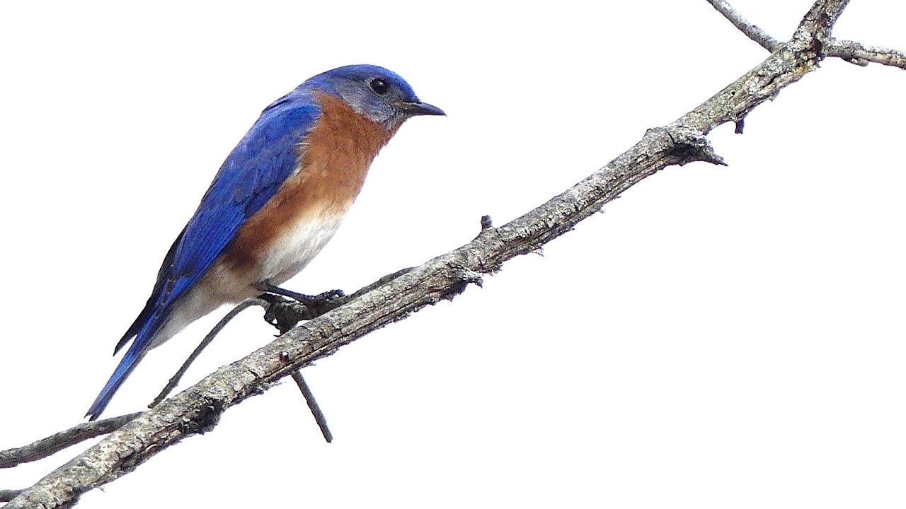 4K Eastern Bluebird singing on a tree. - YouTube